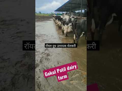 #Gokul Patil dairy farm - YouTube