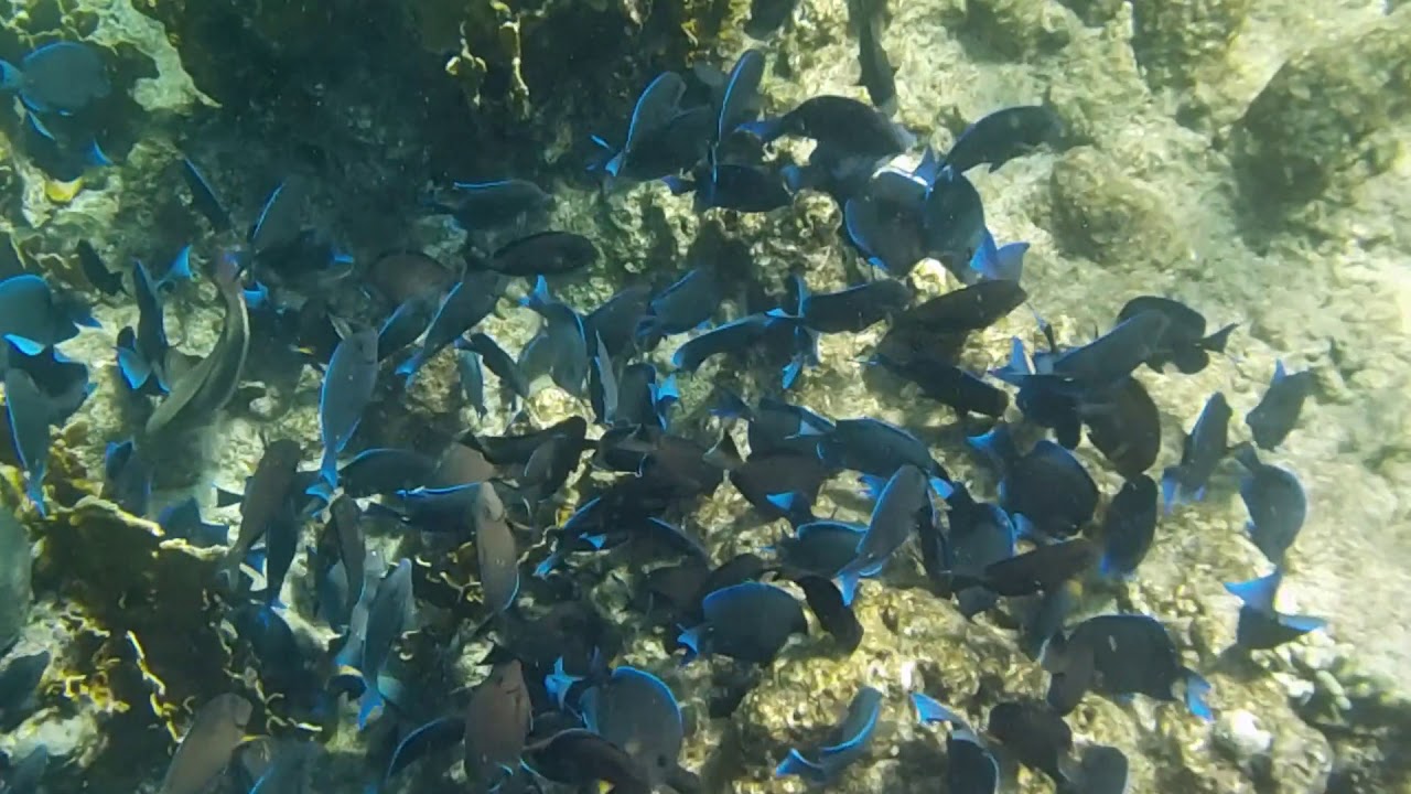 Barbados Blue Tang School - YouTube