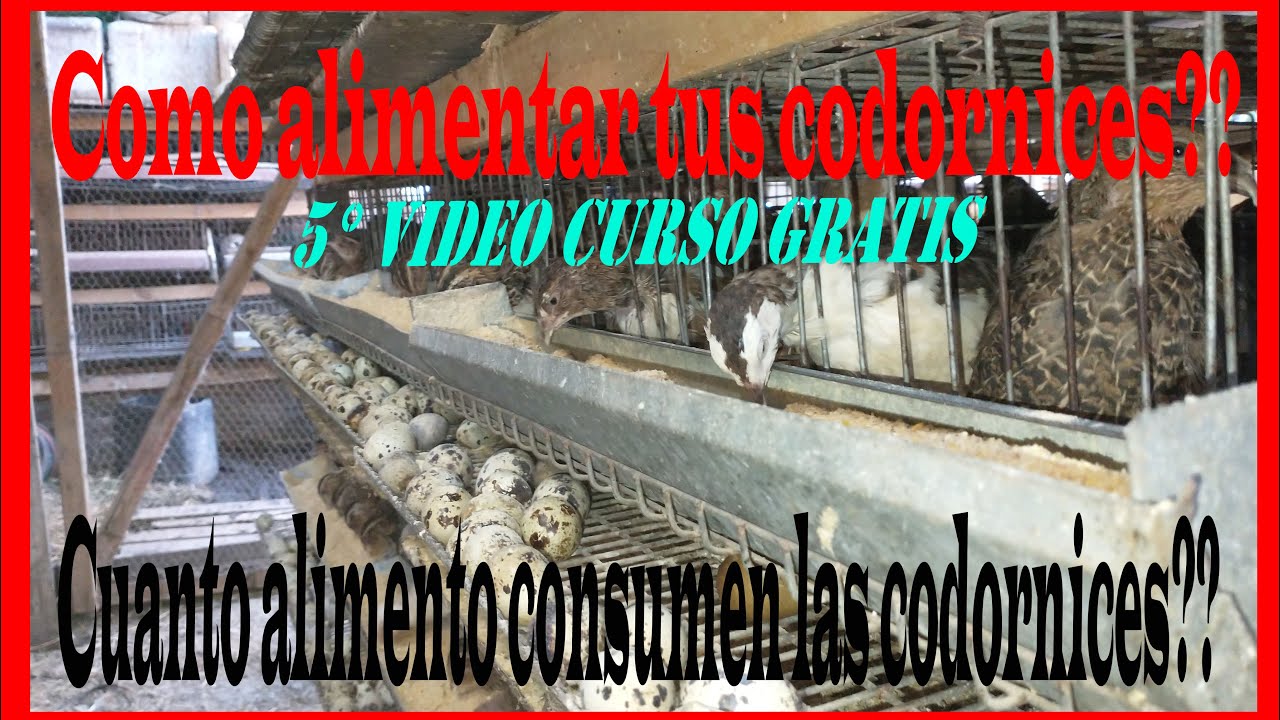 5° VIDEO CURSO GRATIS DE CRIA DE CODORNICES|COMO ALIMENTARLAS PARA ...