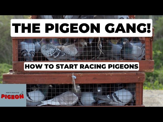 Pigeon Racing For Beginners