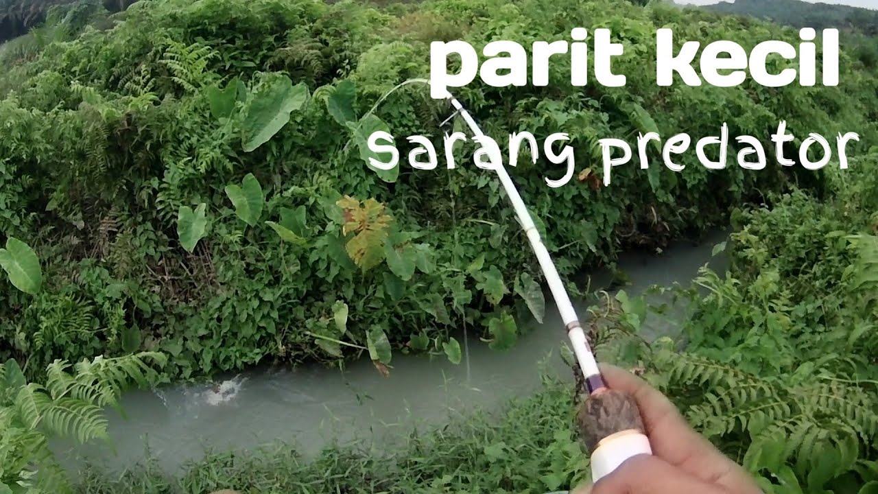 Siapa sangka parit kecil ini banyak di huni hampala dan baung - YouTube