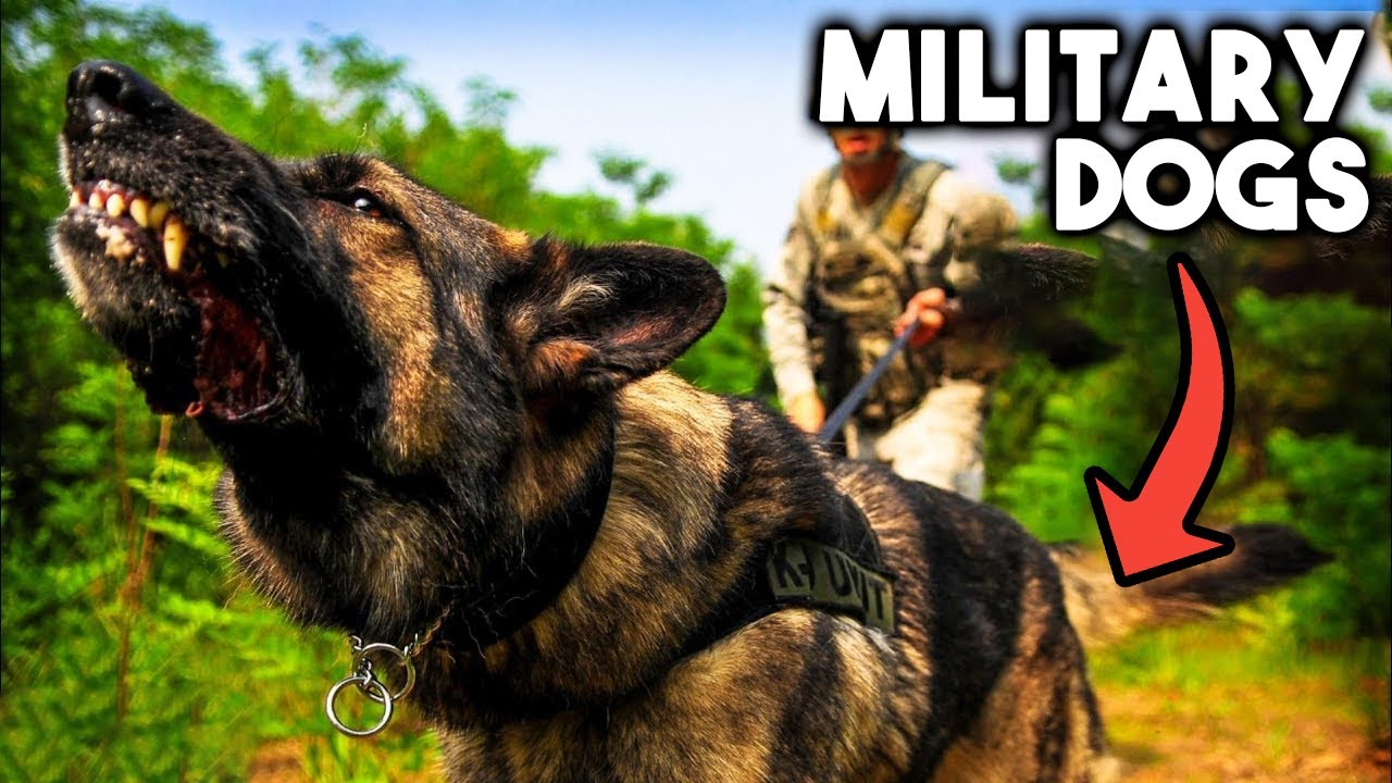 10 Ultimate Military And Police Dog Breeds - YouTube