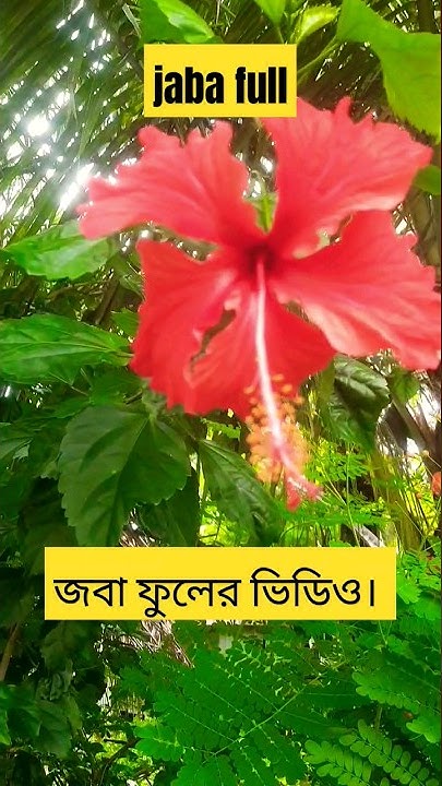 জবা ফুল।। Jaba full!! jaba.#JavaFull #java #vairalreel #reel #litonkabiraz - YouTube