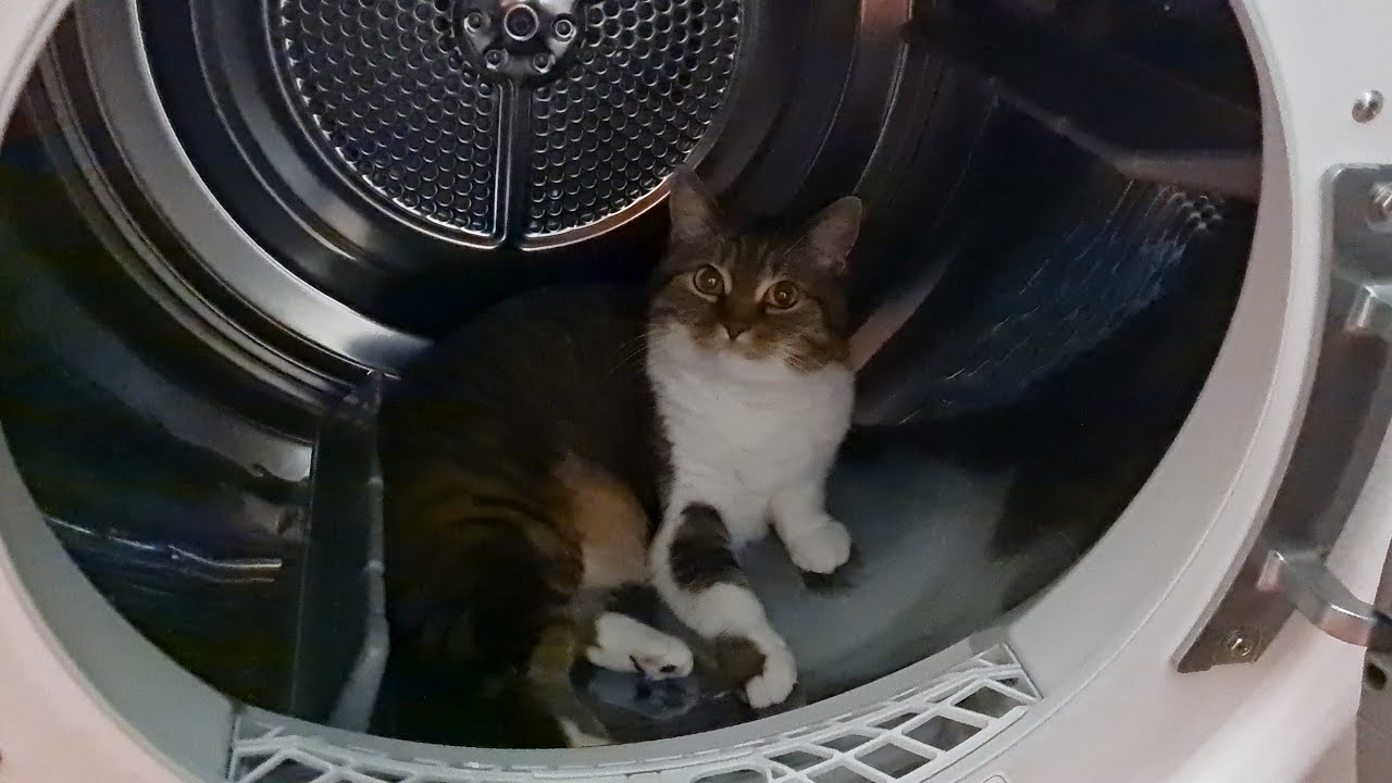 How Michelle keeps her fur so fluffy - YouTube