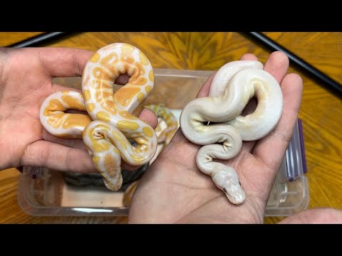 WE HATCHED 11 BALL PYTHONS IN 1 WEEK! HATCHLING UPDATE! - YouTube