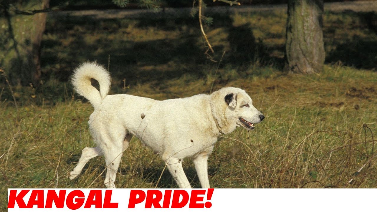 Kangal Dogs: A Visual Guide to Their Unique Coat Colors - YouTube