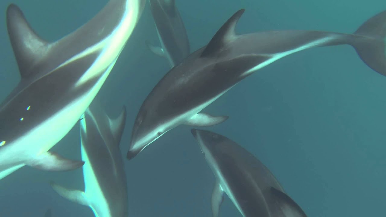 GOPRO 100 WILD DOLPHIN SWIM- NEW ZEALAND - YouTube