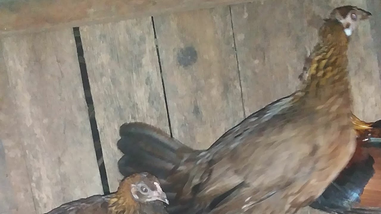 ternak ayam hutan asli sumatra || wild chicken - YouTube