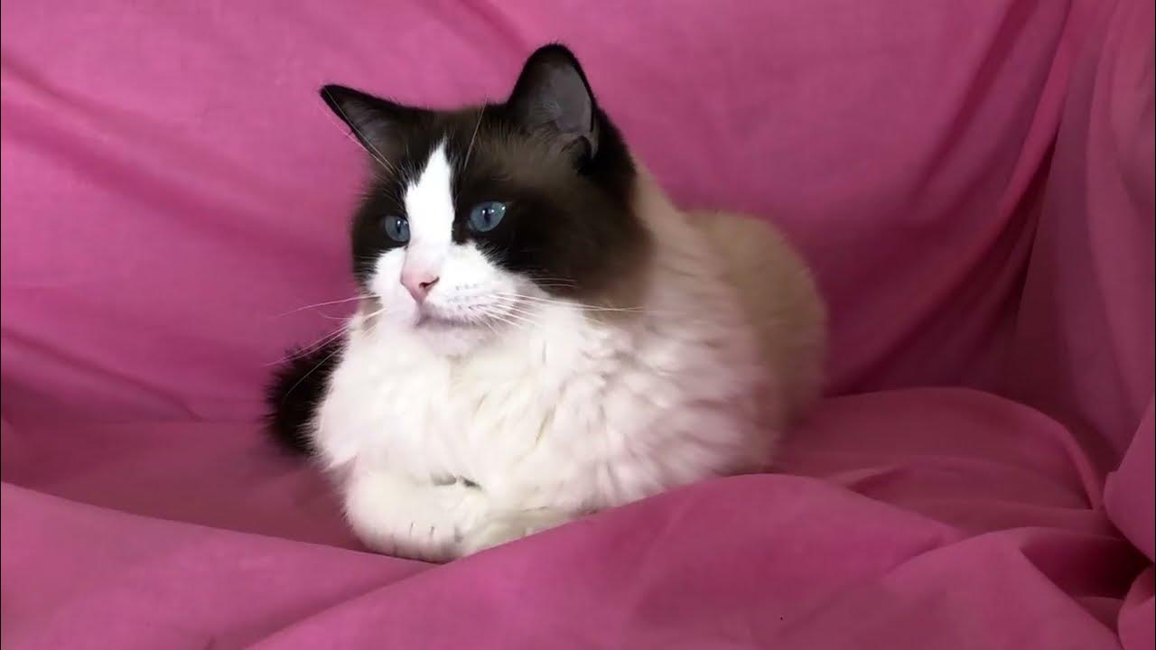 Cute and funny Ragdoll cat - YouTube