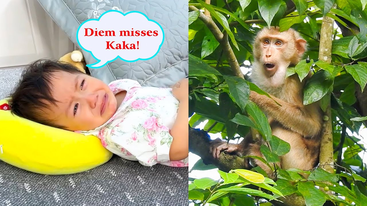 Diem was very sad and cried when the monkey Kaka went missing - YouTube