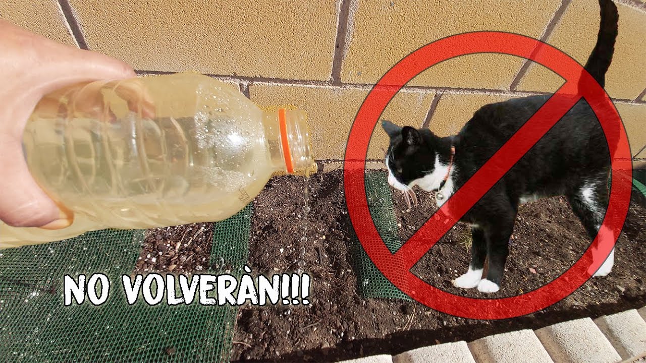 REPELENTE PARA GATOS 100% natural ¡funciona! - YouTube