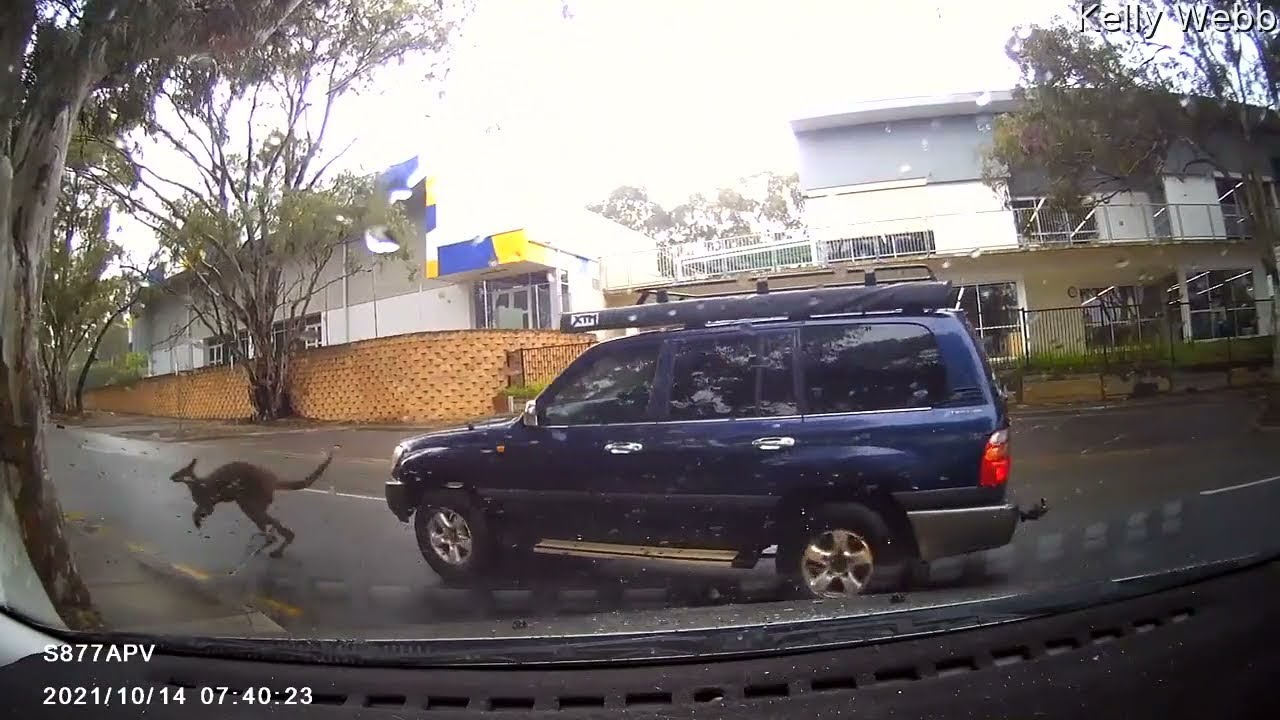 Kangaroo Slides Out in Front of Car Surprising Woman || ViralHog - YouTube