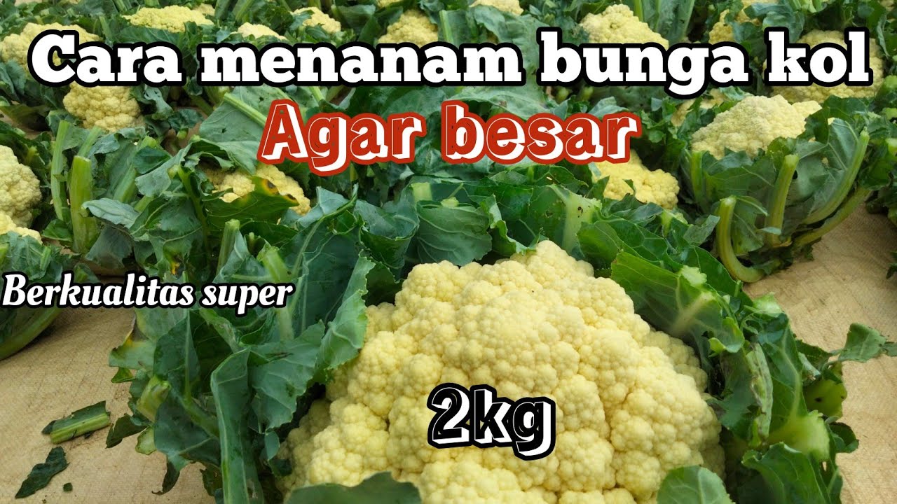 Cara menanam dan merawat bunga kol agar besar juga berbobot - YouTube