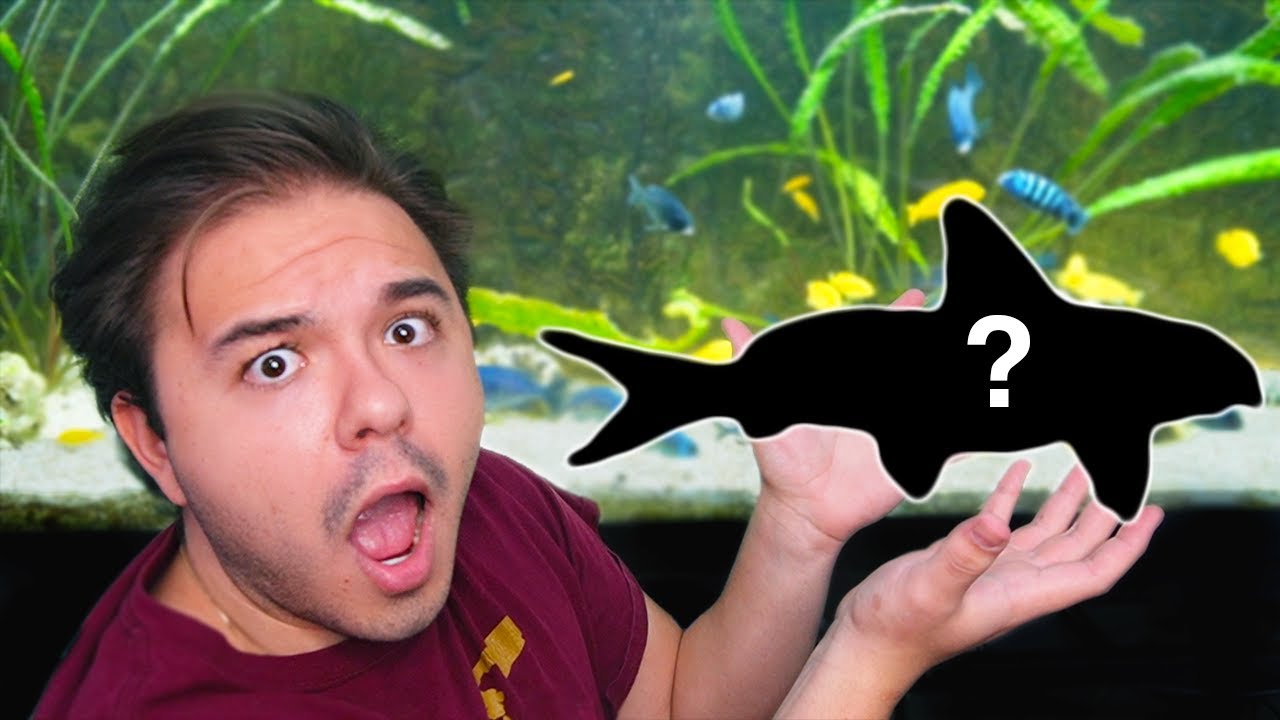 Adding MINI SHARKS to my FISH TANK! - YouTube