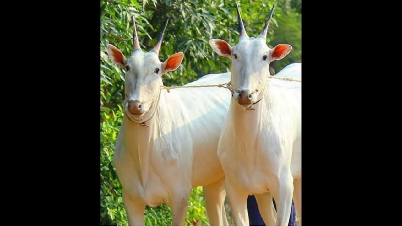 Hallikar bulls pair available at Bhai cattle farms,, cost 1,30,000 ...