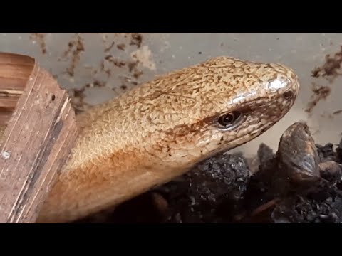 Anguis fragilis (lución o enánago) - YouTube