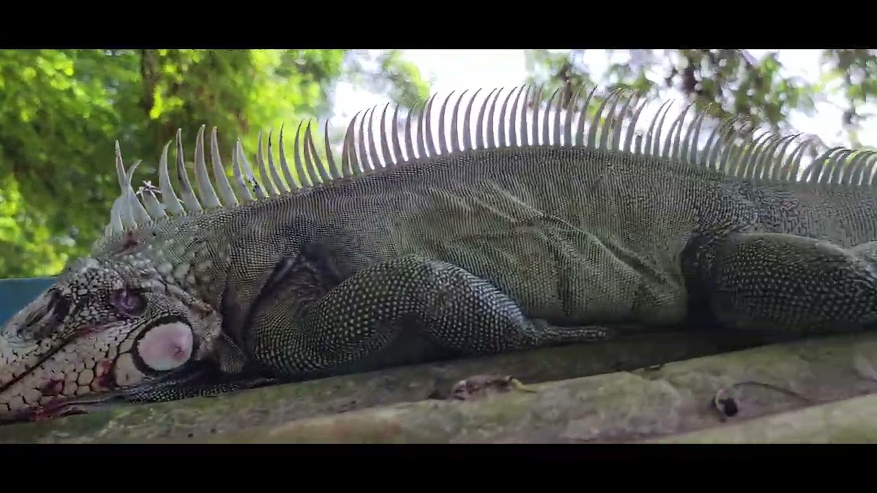 Wrapping Up Iguana Season, Caught 2 Monsters!!! - YouTube