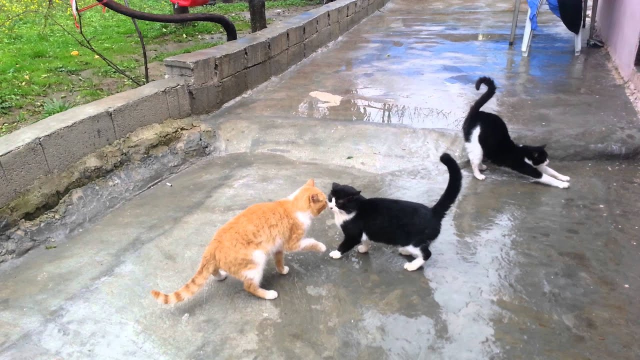 Cat mating 2015 - YouTube