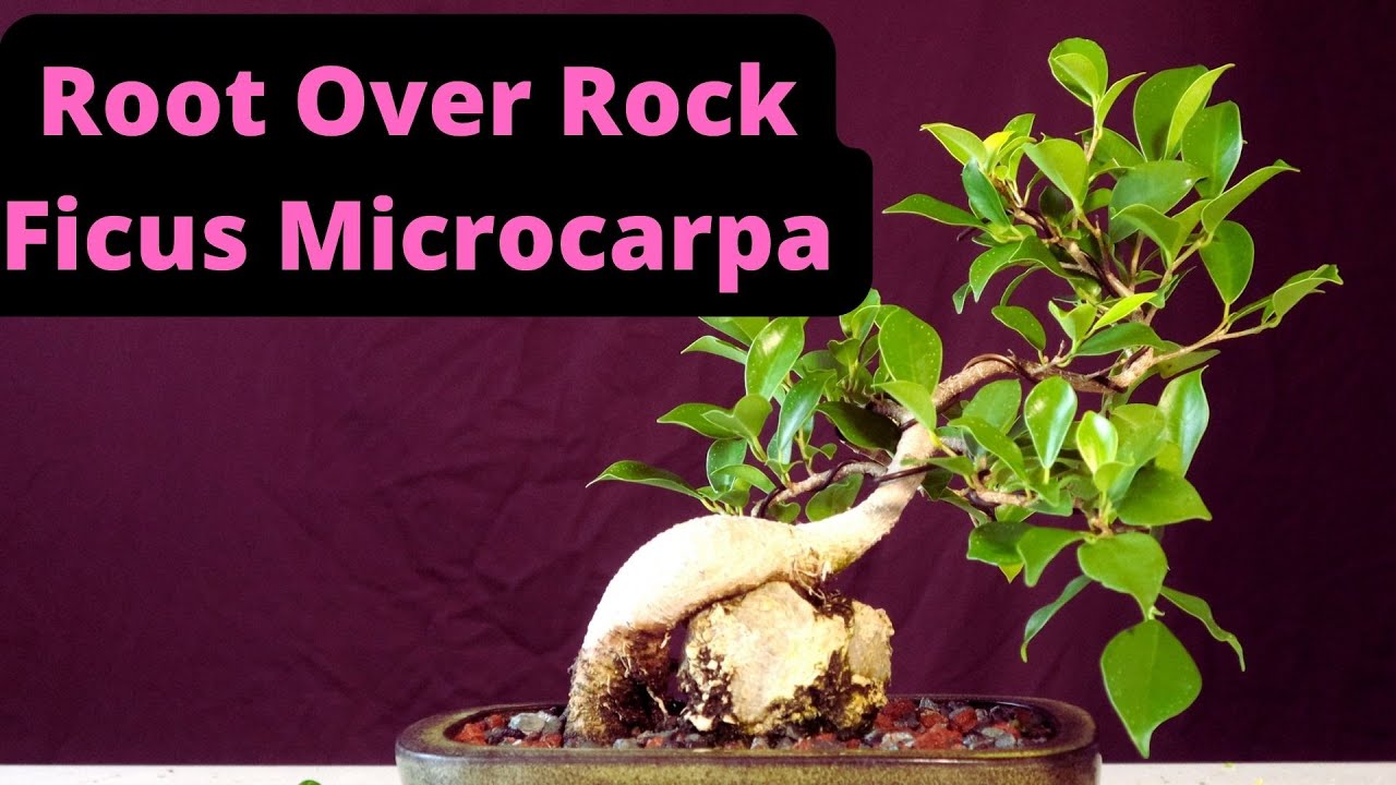 Root Over Rock Ficus Microcarpa - YouTube