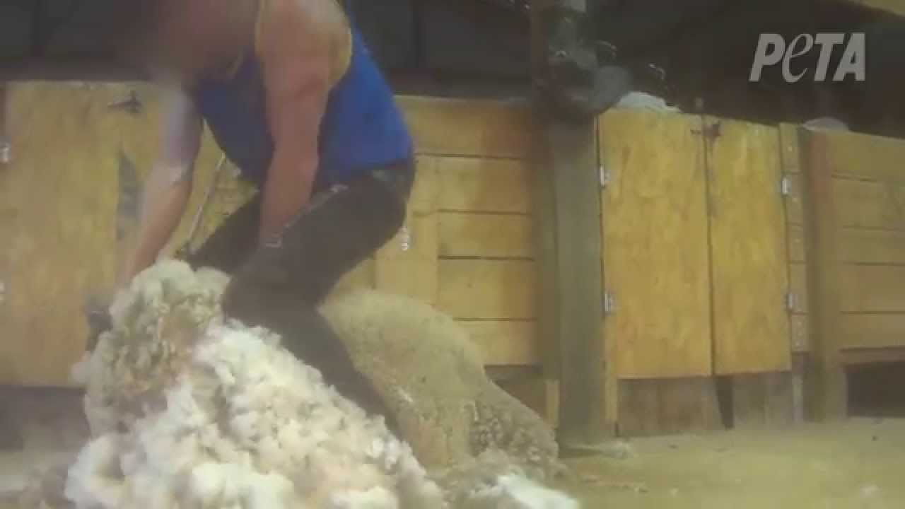 PETA US' Investigation: Sheep Killed, Left to Die for U.S. Wool - YouTube