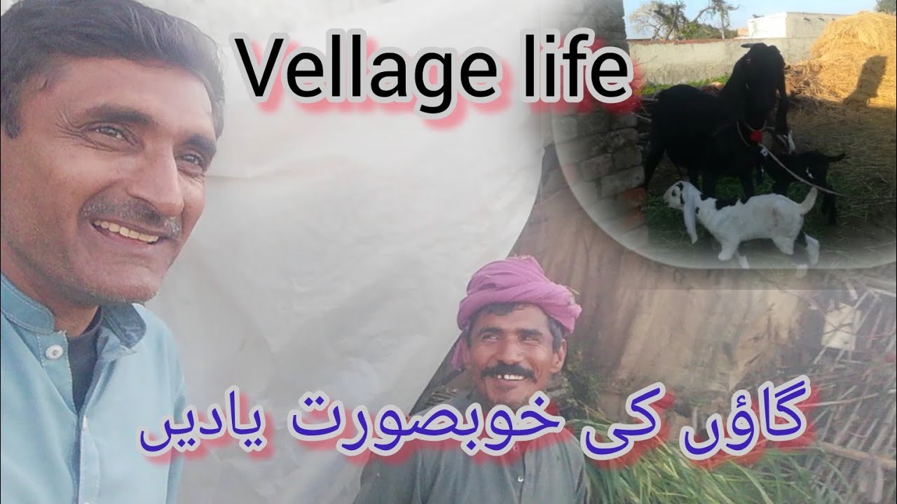 Vellage life in pakistan//Daily roteen in pakistani vellage farmer ...