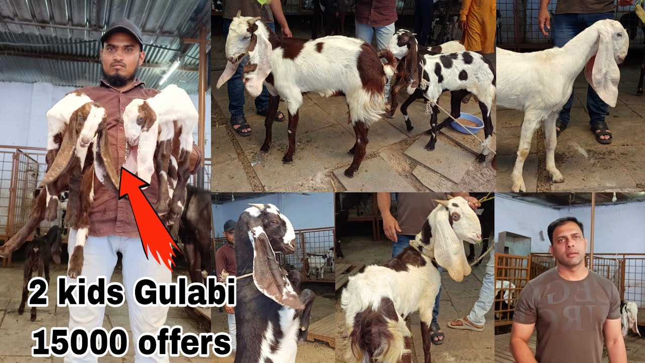 Hassan goat farm HYDERABADi Goat female or male Gulabi quality Hassan ...