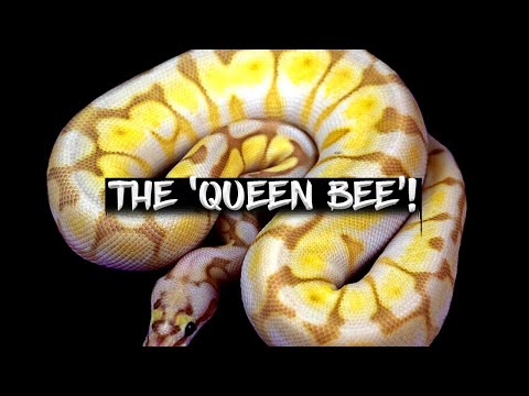 How To Get A Killer Queen Bee Ball Python