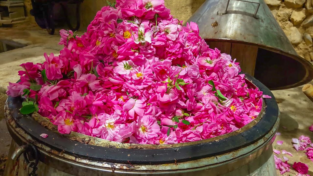 How to make rose water _ Iranian traditional way to make rose water in ...