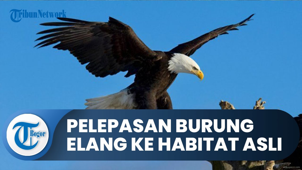 9 Bulan Direhabilitasi, 2 Jenis Elang Dilepaskan ke Habitatnya ...