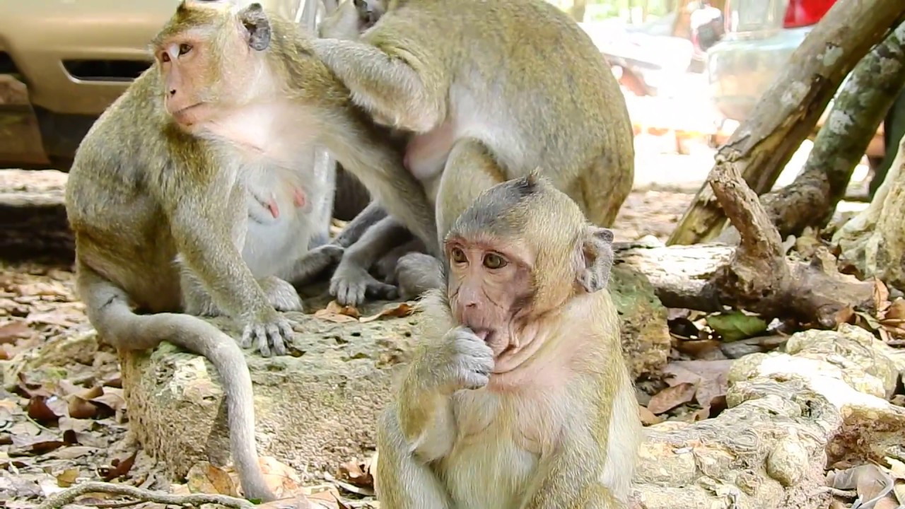 What happened to baby monkey sweet pea like this? - YouTube