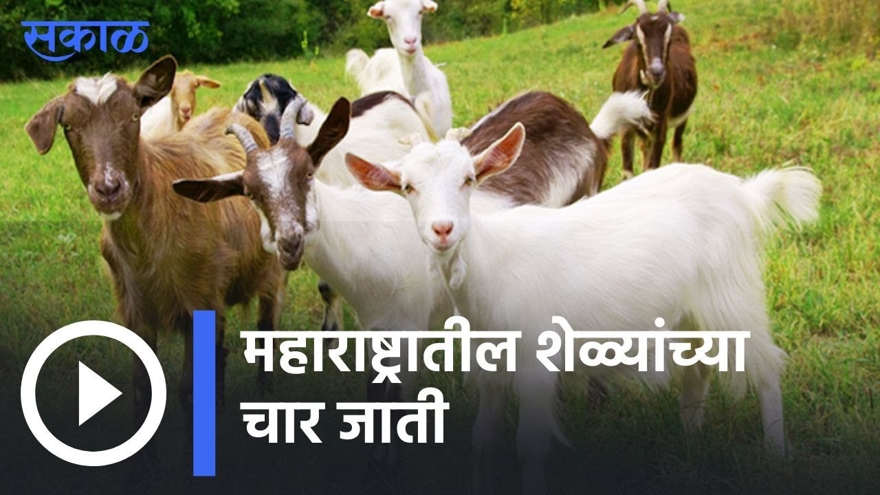 महाराष्ट्रातील शेळ्यांच्या चार जाती । Goat Breeds of Maharashtra ...