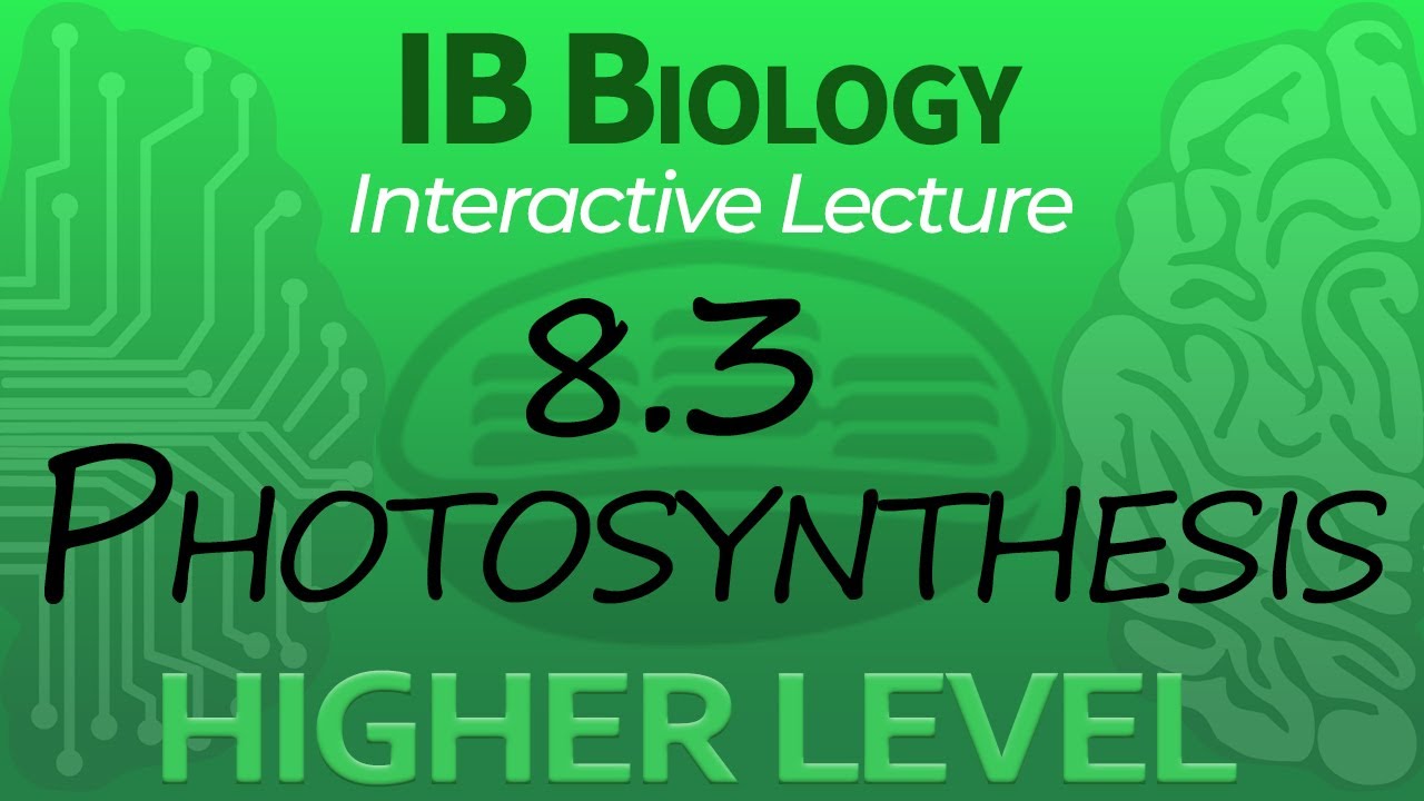 IB Biology - 8.3 Photosynthesis - Higher Level - YouTube
