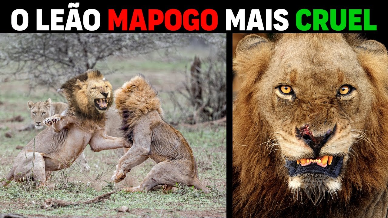 Leão - MR T LEÃO MAPOGO MAIS CRUEL - YouTube