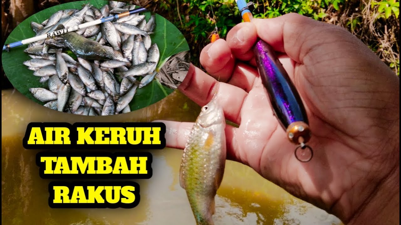 KERAKUSAN IKAN WADER CAKUL DI SAAT AIR KERUH - YouTube