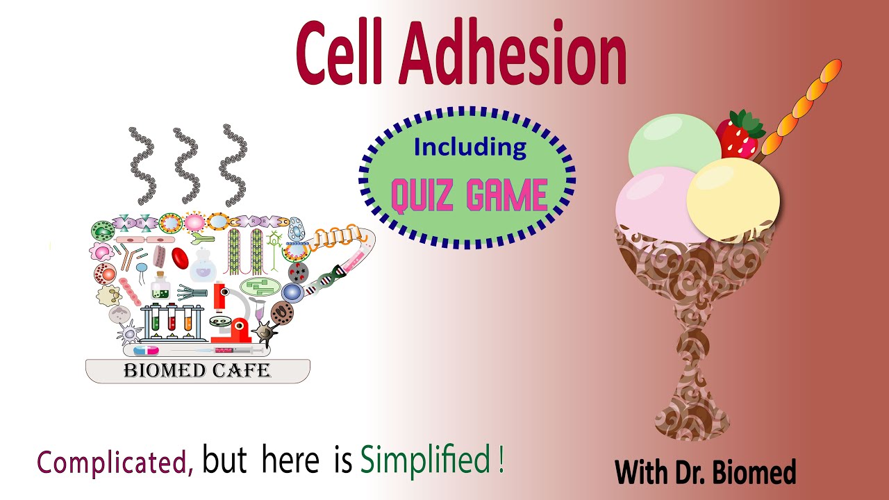 Cell Adhesion: IgSF, Cadherin, Selectin, Integrin - YouTube