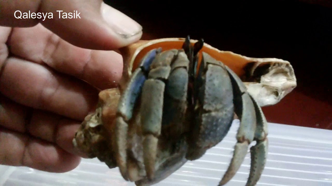 KELOMANG RAKSASA BIG HERMIT CRAB Qalesya Tasik - YouTube