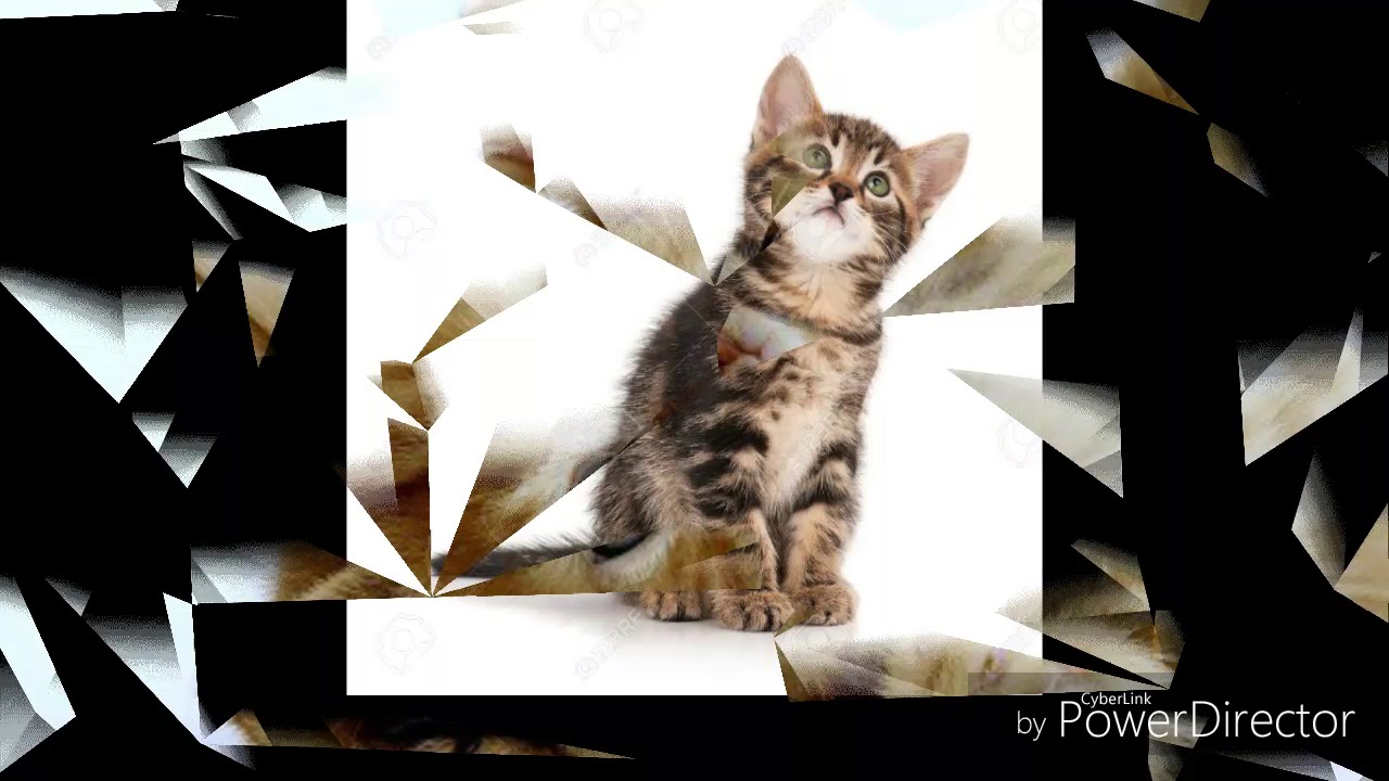 Chat trop chou - YouTube