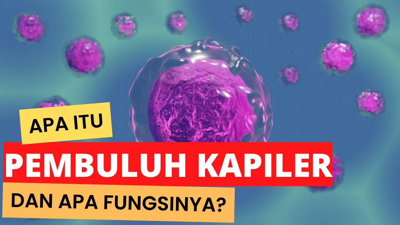 Apa yang Disebut Pembuluh Kapiler, dan Apa Fungsinya? - YouTube