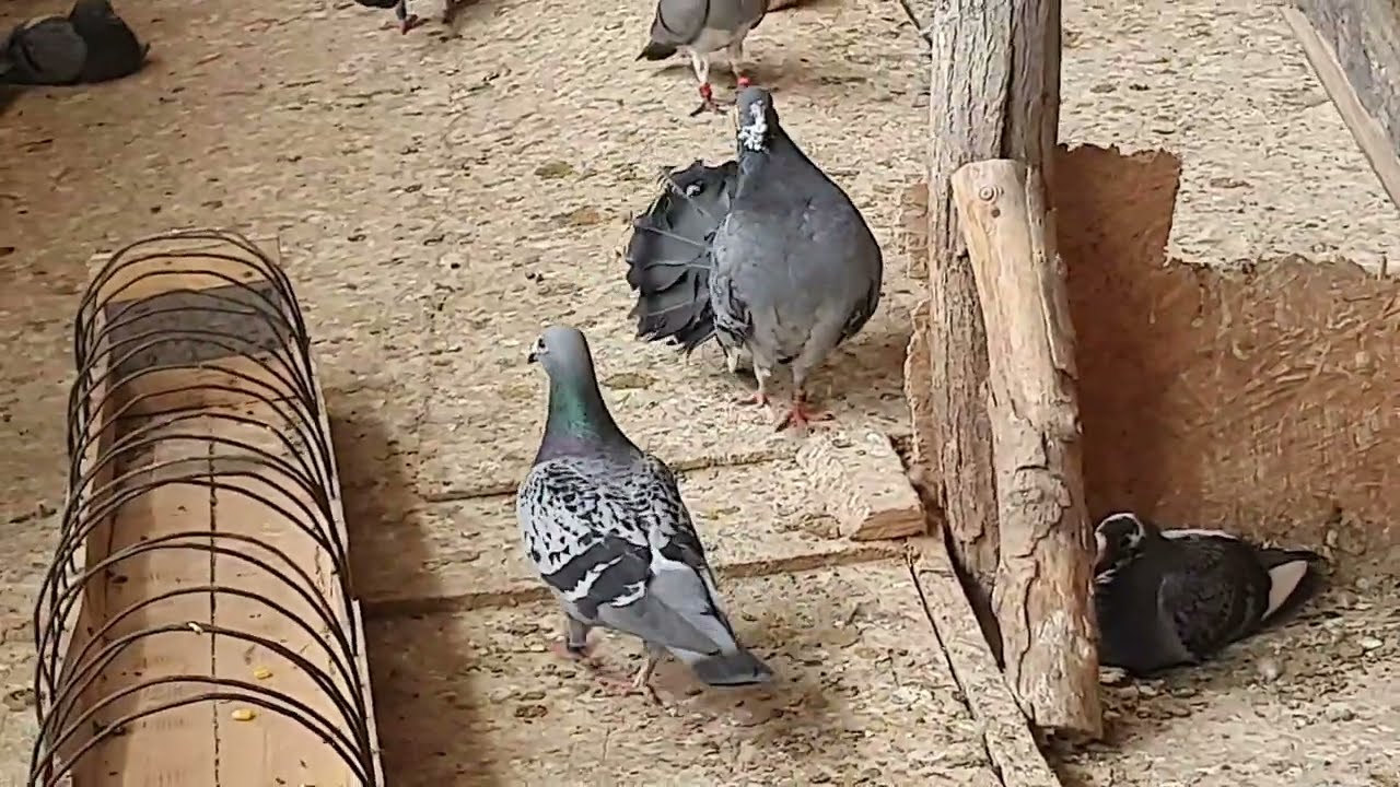 💢Săptămâna porumbeilor care se întorc💢 a mai venit un porumbel pierdut ...