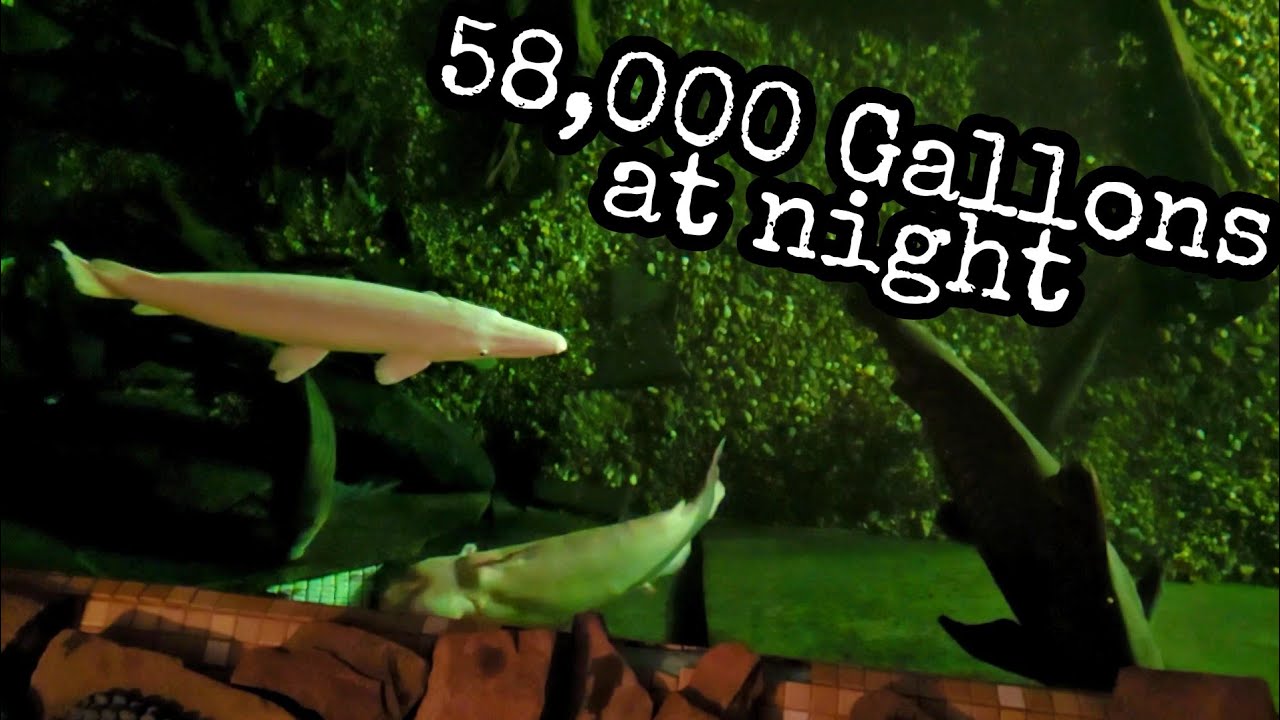 "Shocking" Electric eel lights up the OFR sign. plus night view of the ...