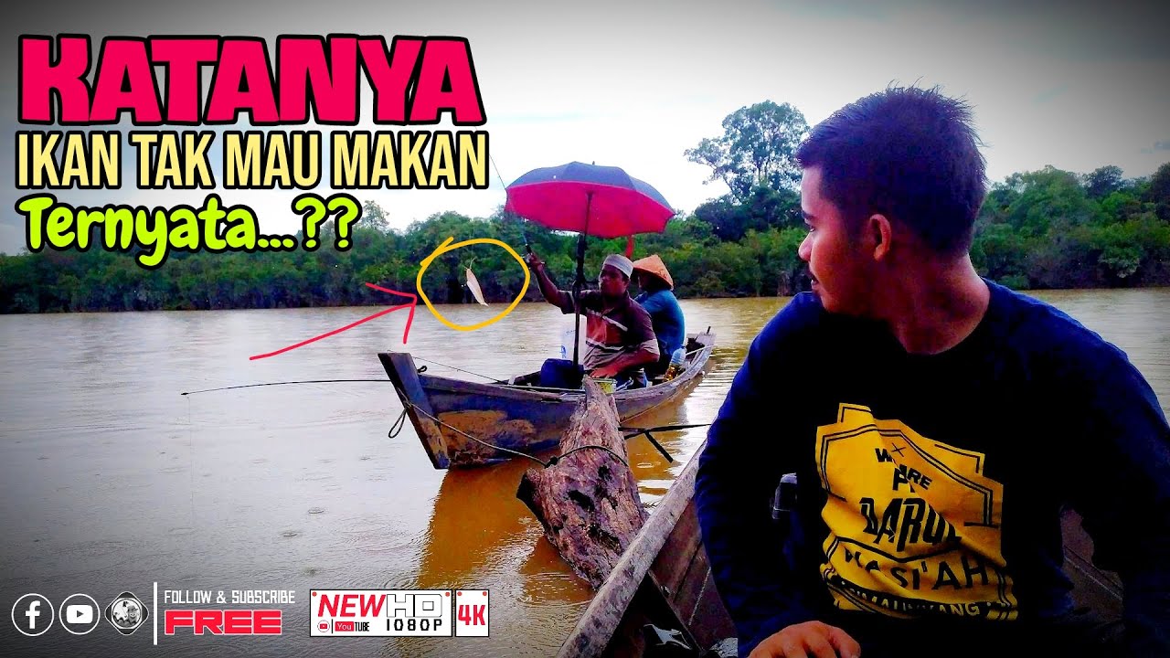 Spot Janda Kembali Menggoda | Mancing Lais - YouTube