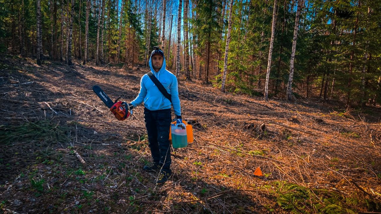 Cleaning and clearing the forest after winter. - YouTube