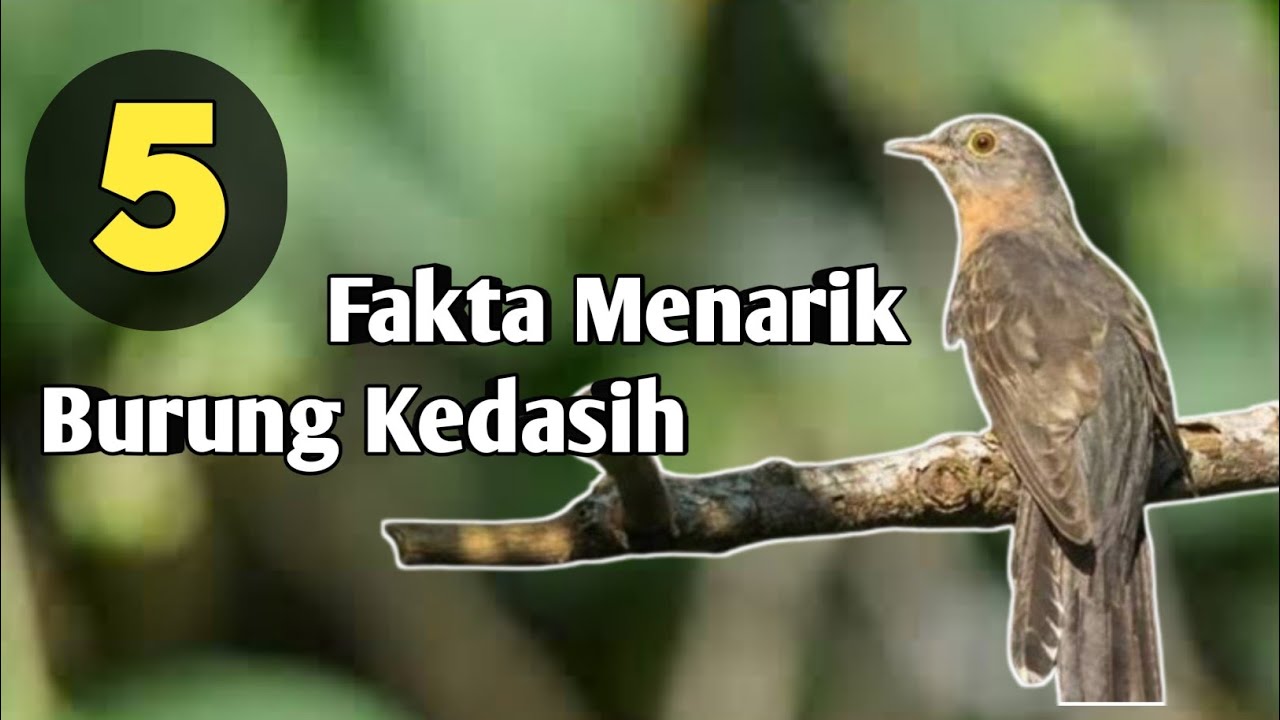 5 Fakta Menarik Burung Kedasih, kalian wajib tau nih - YouTube