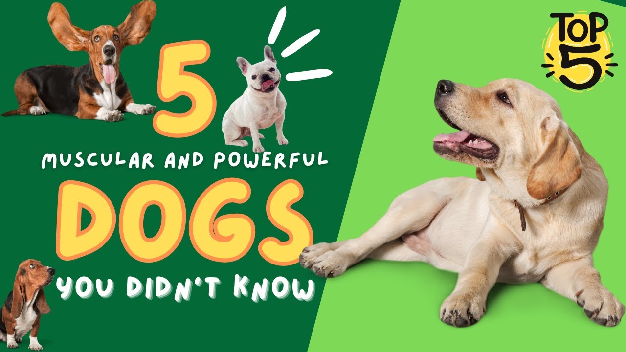 Top 5 Muscular dogs in the world💪🐶 | Most Amazing Top Muscular Dog ...