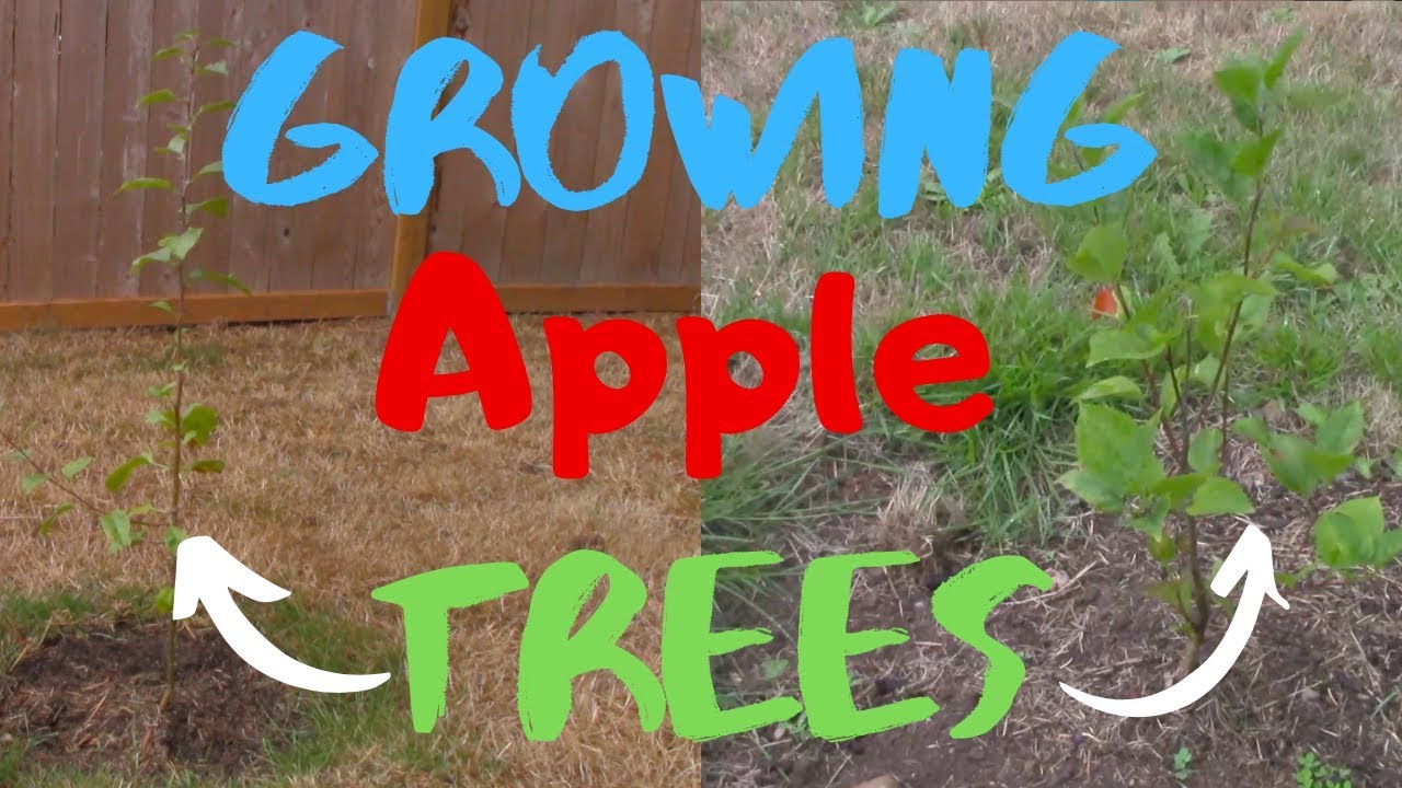 I'm growing TALKING Apple Trees - YouTube