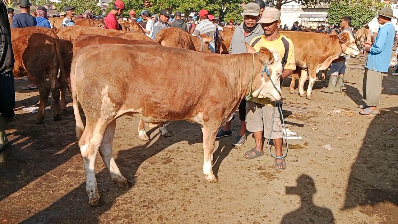 4,5 Juta‼️Pedet Betina Simental Moncong || Harga Sapi Bakalan || Pasar ...