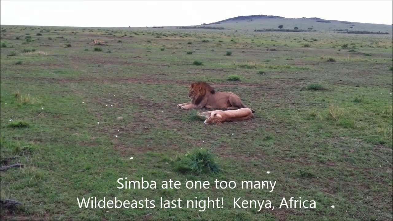 Simba eats one too many wildebeasts! - YouTube