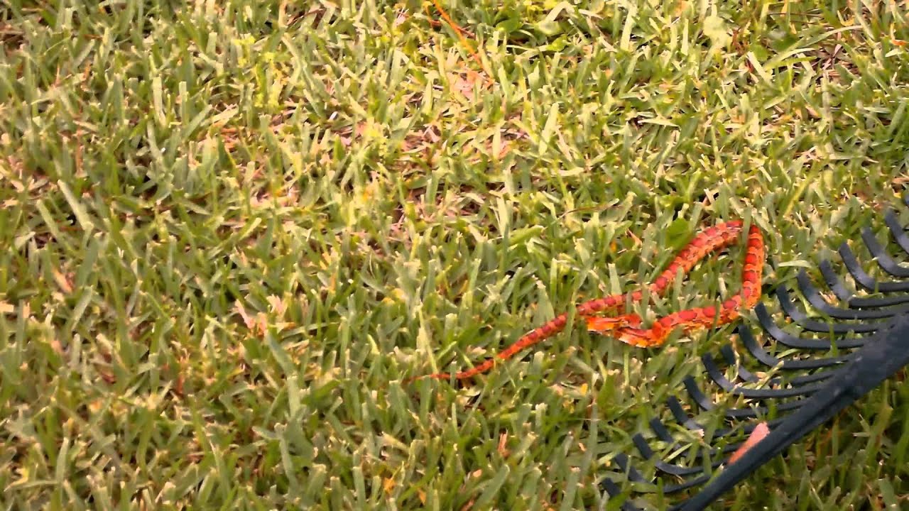 Red Rat Snake in Florida Backyard (Part 2) - YouTube