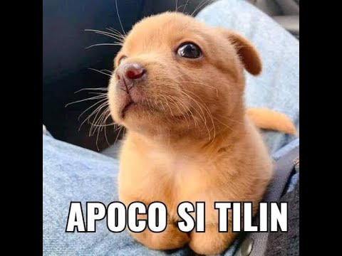 los insanos - YouTube