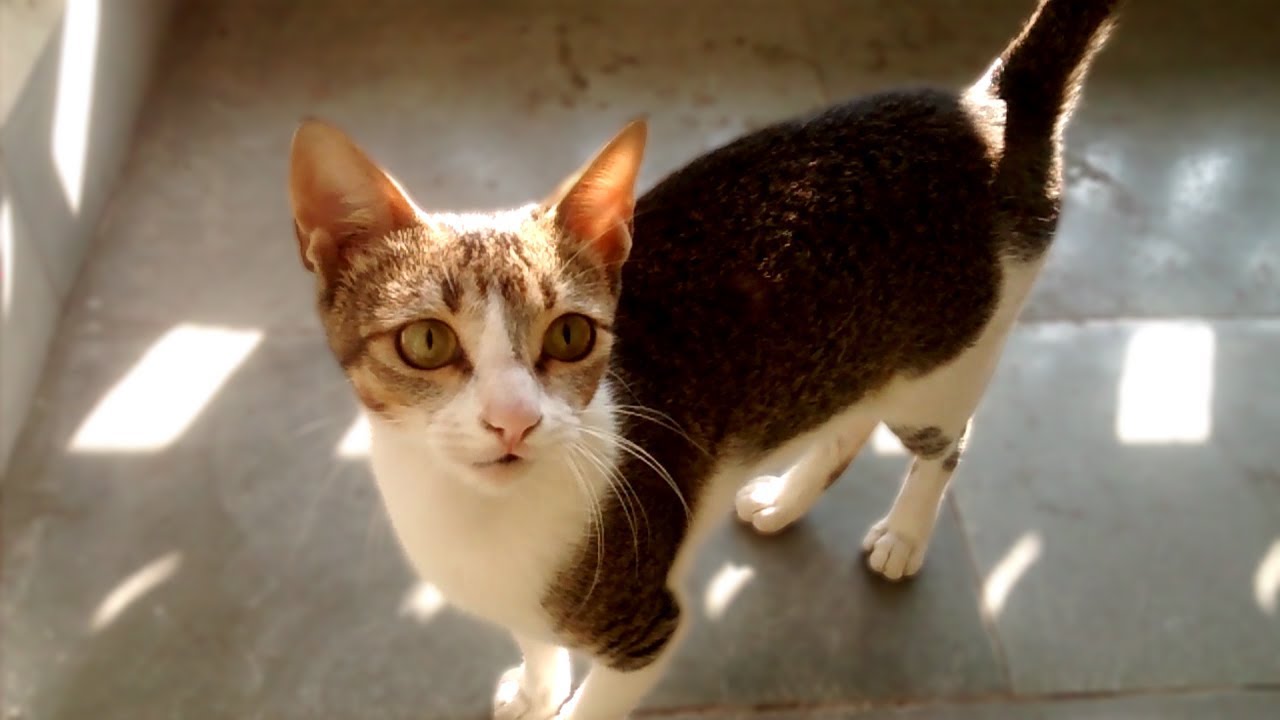 Cat Meowing For Food ( So Cute!!!) | Hungry Cat - YouTube